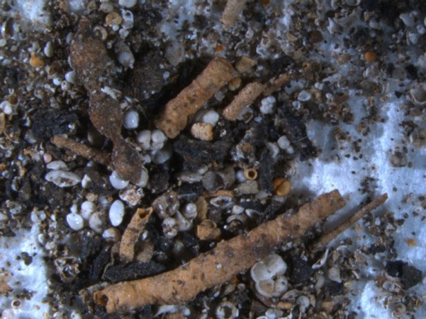 A New Perspective on the Deepwater Horizon Oil Spill: What Can Benthic ...